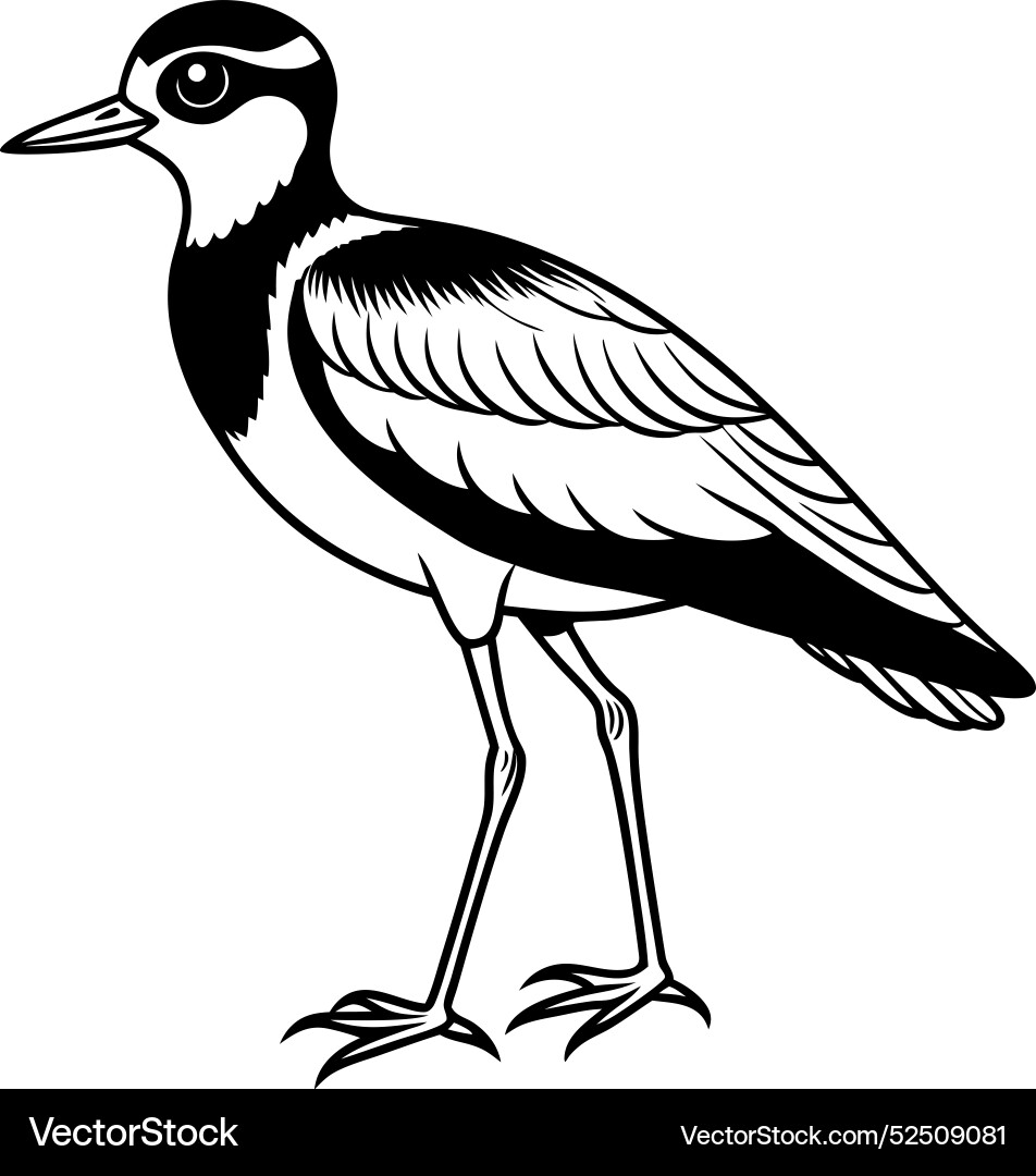 Peewit bird silhouette Royalty Free Vector Image