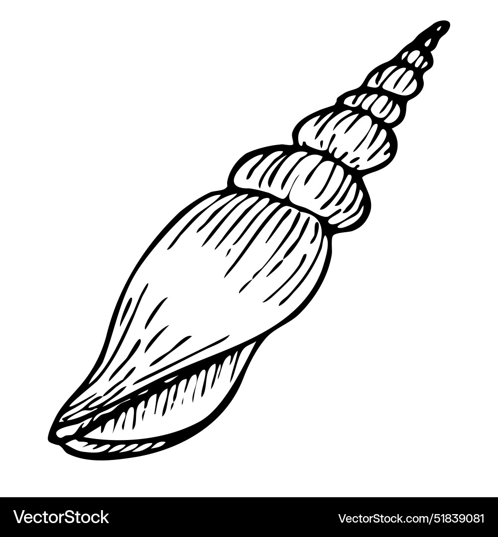 Seashell line art hand drawn Royalty Free Vector Image