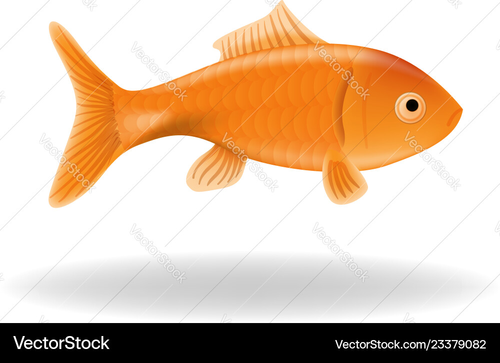Goldfish isolated Royalty Free Vector Image - VectorStock
