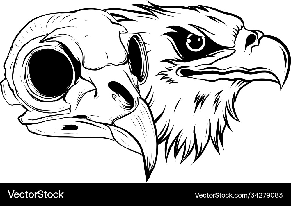 Cartoon a bird skull Royalty Free Vector Image