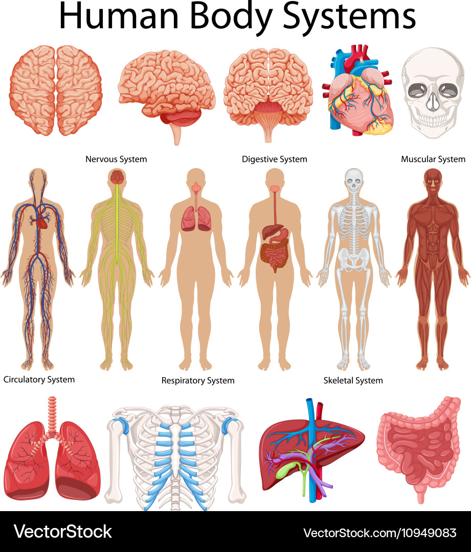 Diagram Showing Human Body Systems Stock Vector Full Body Organs Stock