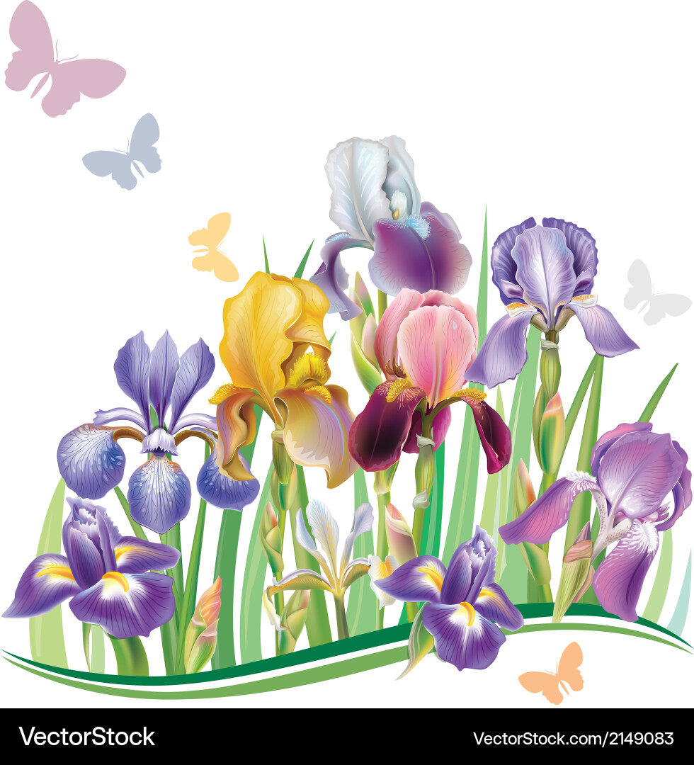 Seamless pattern with iris Royalty Free Vector Image