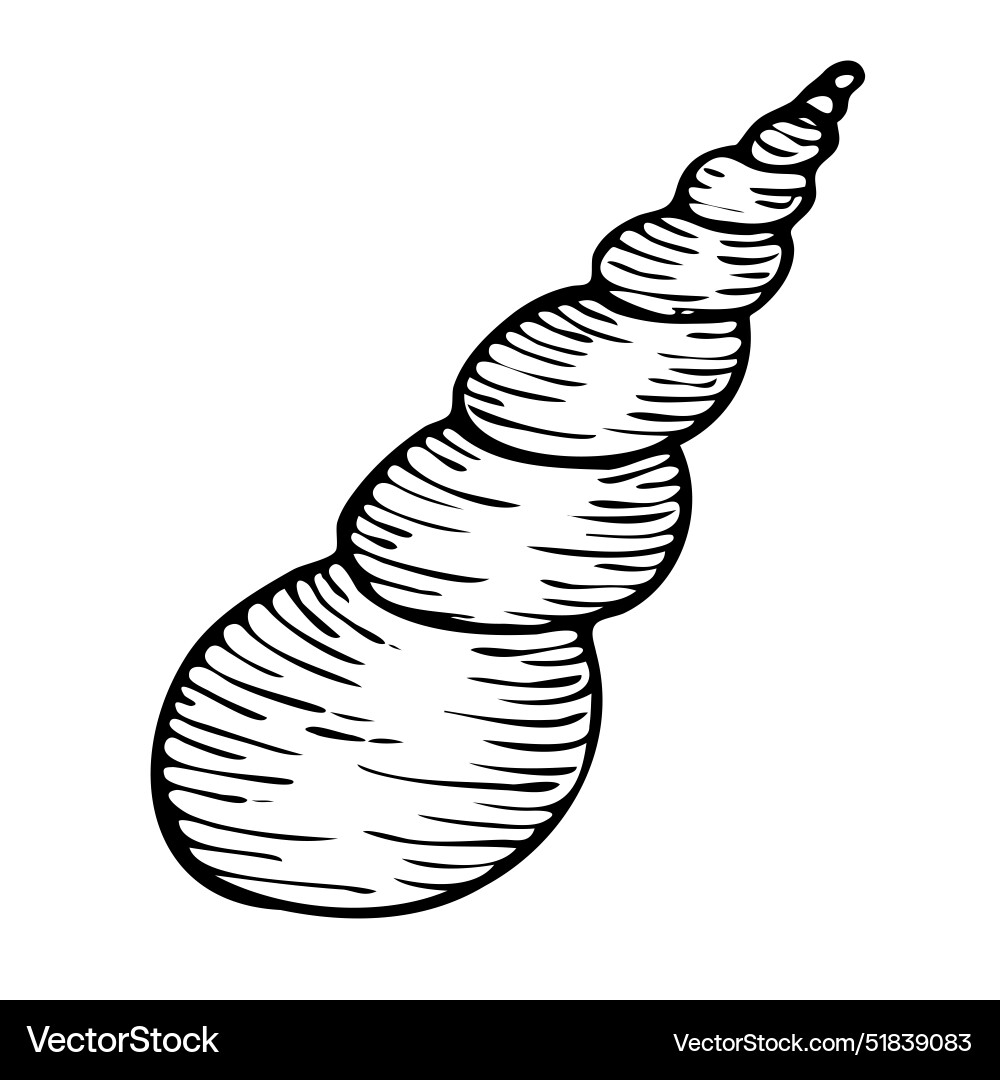 Seashell line art hand drawn Royalty Free Vector Image