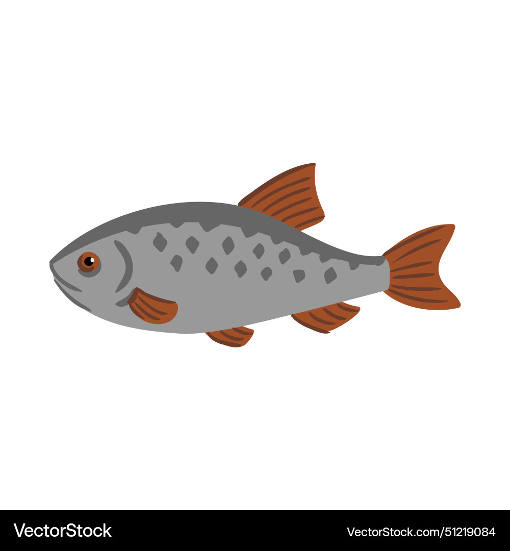 Drawing fish rutilus roach Royalty Free Vector Image