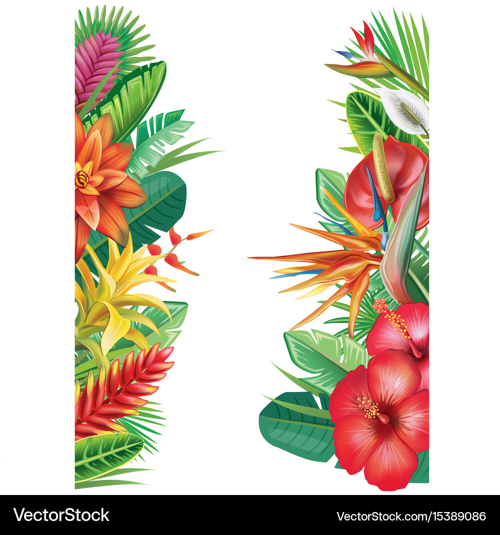 Tropical Plant Banner Royalty Free Vector Image