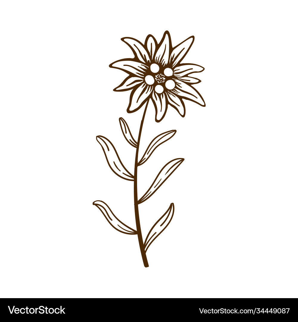 Edelweiss flower icon alpine flat web Royalty Free Vector