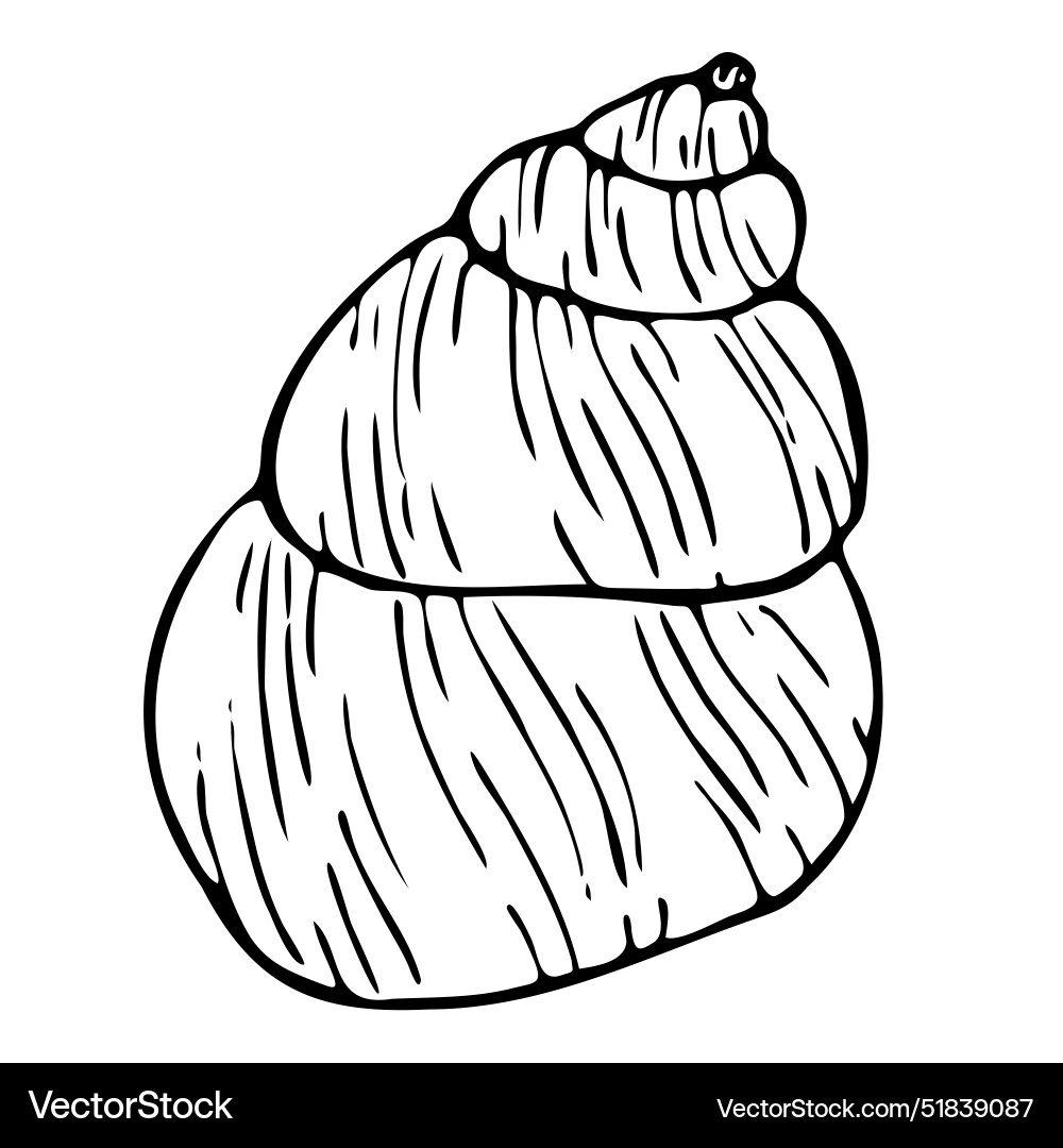 Seashell line art hand drawn Royalty Free Vector Image