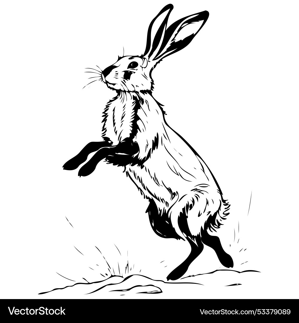 Arctic hare jumps monochrome outline drawing Vector Image