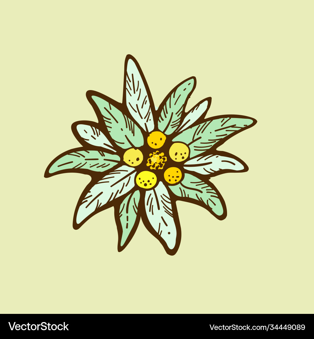 Edelweiss Flower Icon - Alpine Style Royalty Free Vector