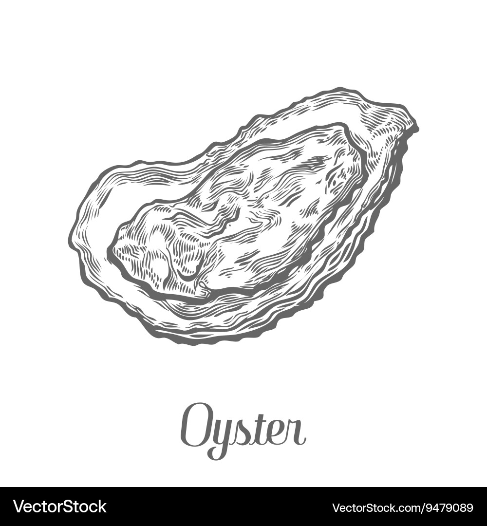 Oyster Royalty Free Vector Image - VectorStock