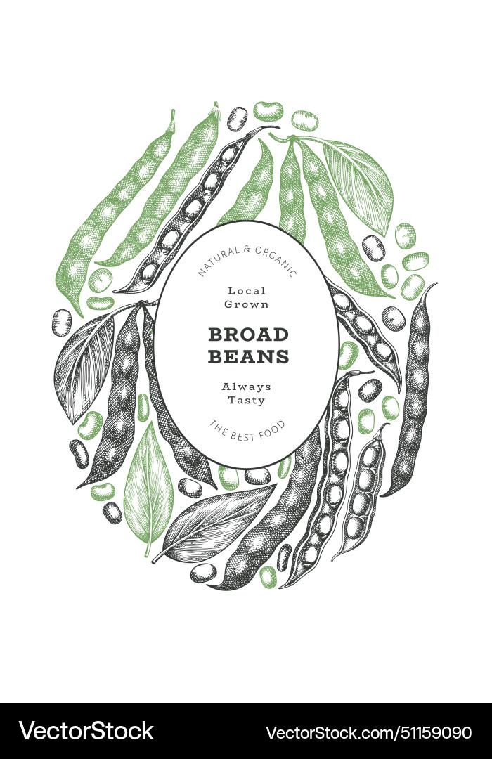 Hand drawn broad beans design template organic Vector Image