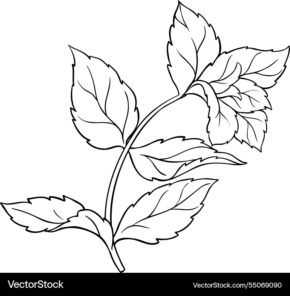peppermint outline drawing