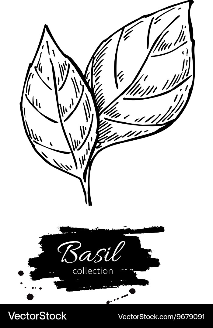 Basil drawing isolated leaves Royalty Free Vector Image