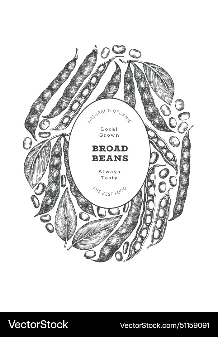 Hand drawn broad beans design template organic Vector Image