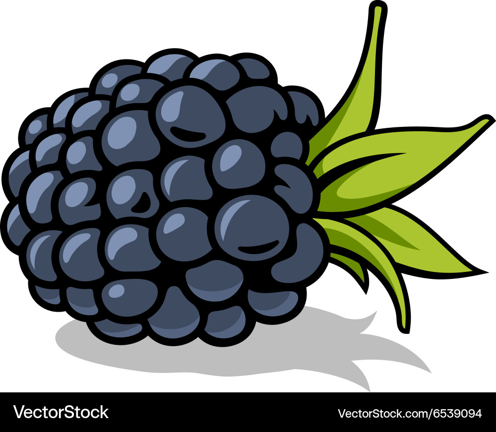 Blackberry 001 Royalty Free Vector Image - VectorStock