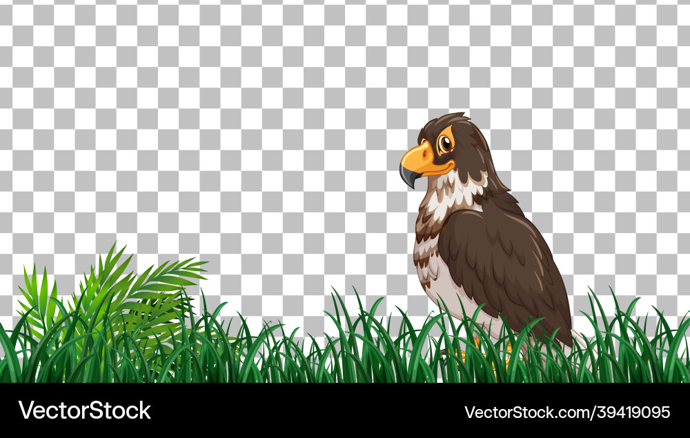 Hawk standing on the grass field transparent Vector Image