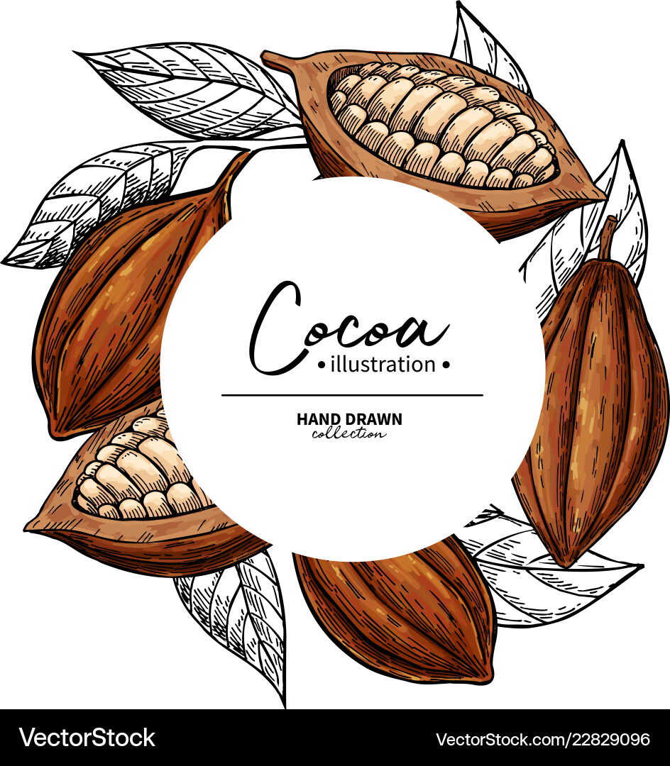 Cocoa frame superfood drawing template Royalty Free Vector