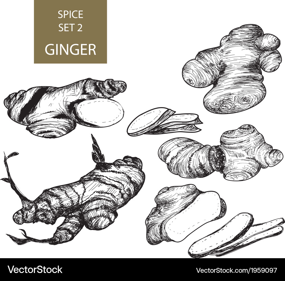 Ginger Royalty Free Vector Image - VectorStock