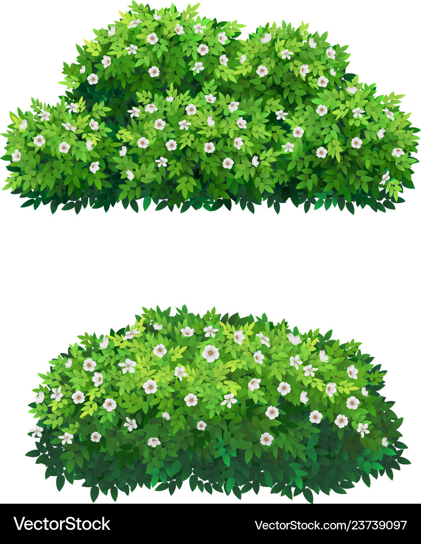 Green Shrubbery with White Flowers Royalty Free Vector Image