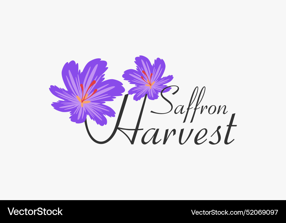 Saffron harvest logo design inspirations Vector Image