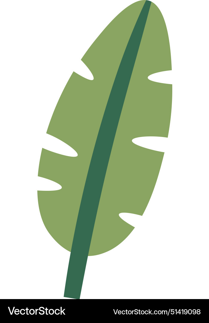 Tropical plant leaf Royalty Free Vector Image - VectorStock