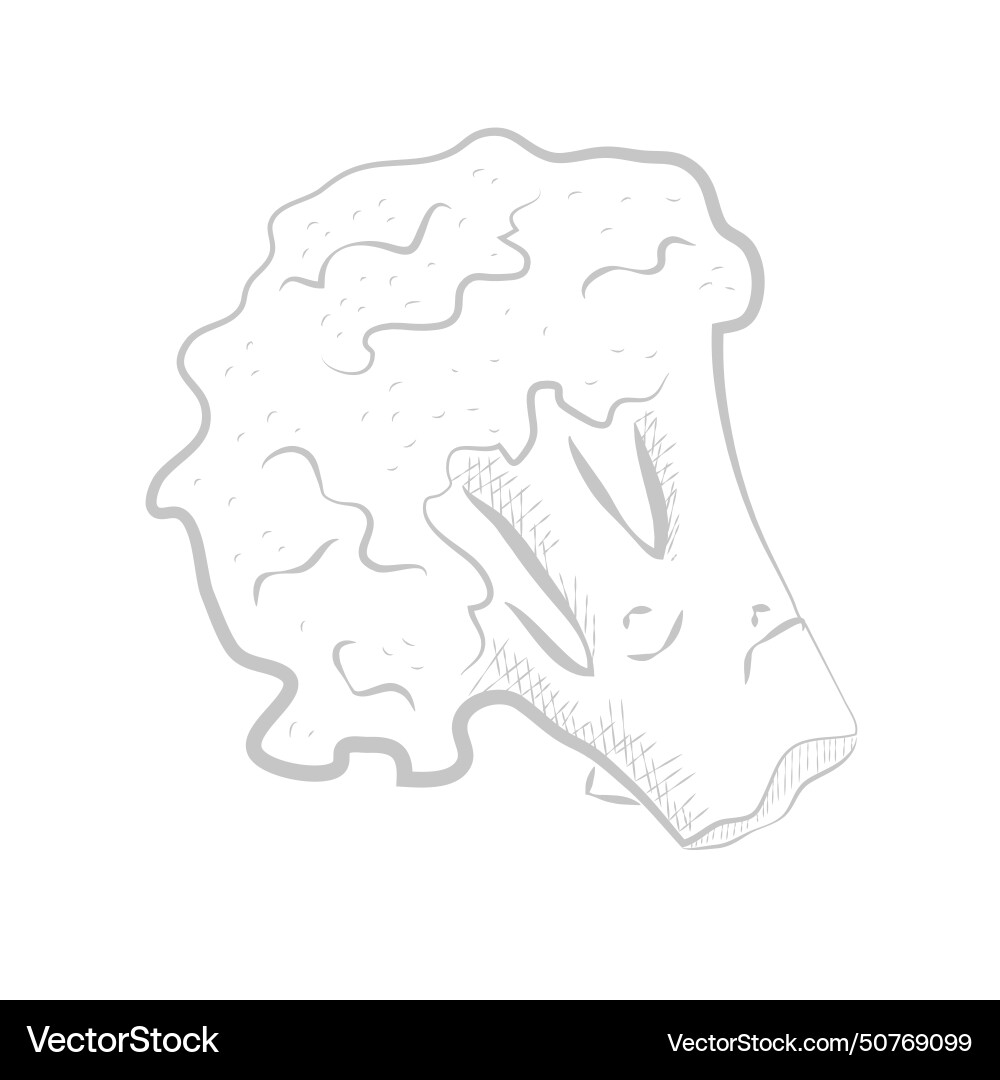 Broccoli line sketch vitamin vegetable Royalty Free Vector