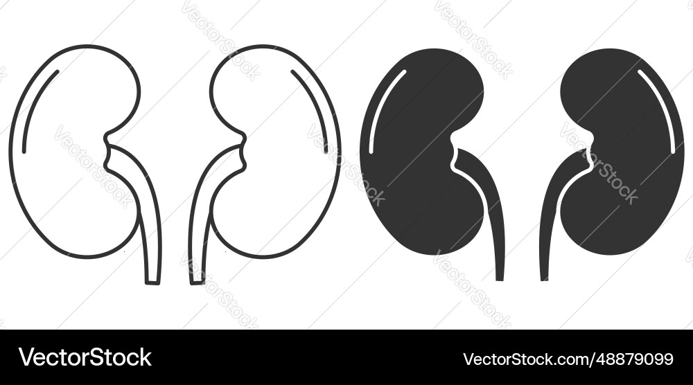Human Kidney Anatomy Icon Royalty Free Vector Image