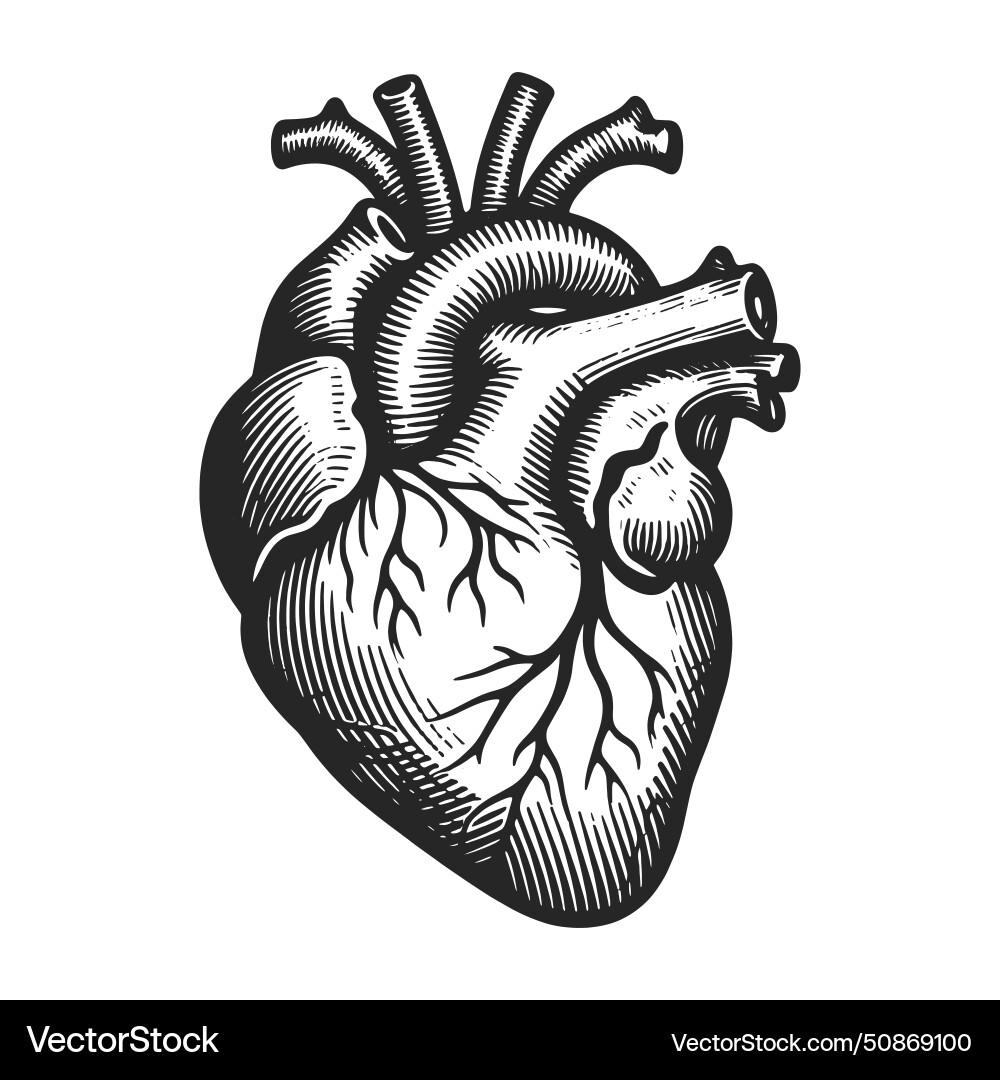 Anatomical heart Royalty Free Vector Image - VectorStock