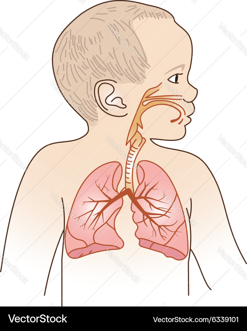Child respiratory scheme Royalty Free Vector Image