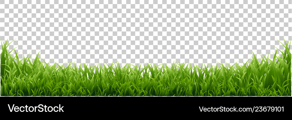 Green grass border isolated transparent background