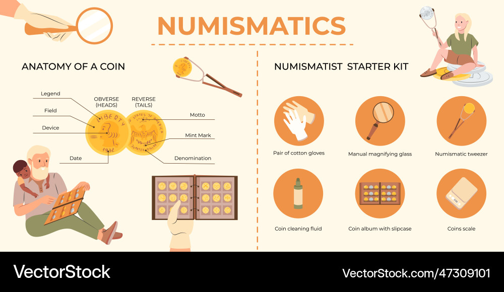 Numismatics flat infographic Royalty Free Vector Image