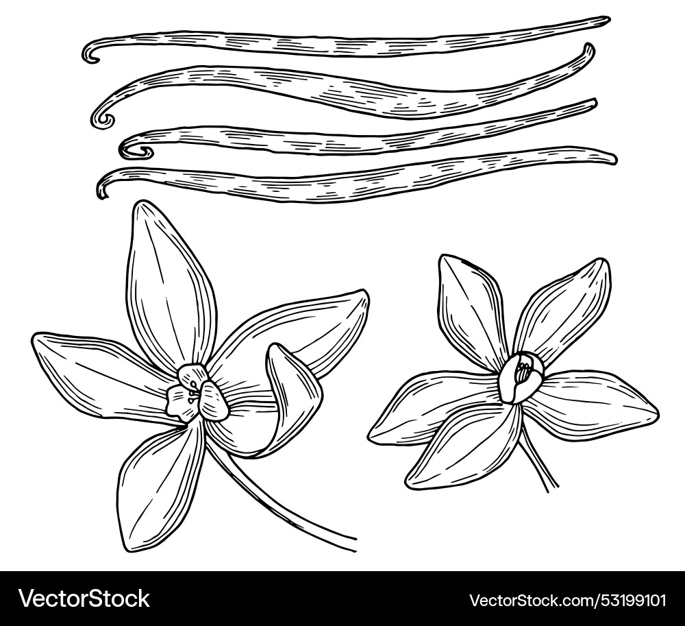 Vanilla beans and their flowers Royalty Free Vector Image
