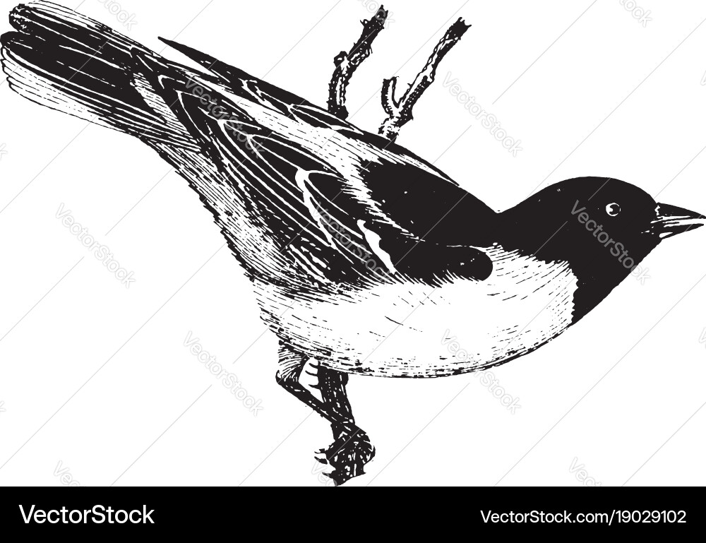 Baltimore Orioles Vector Images (25)