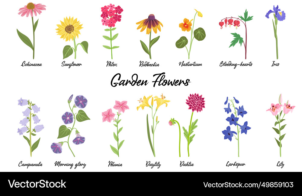Botanical Floral Collection Royalty Free Vector Image