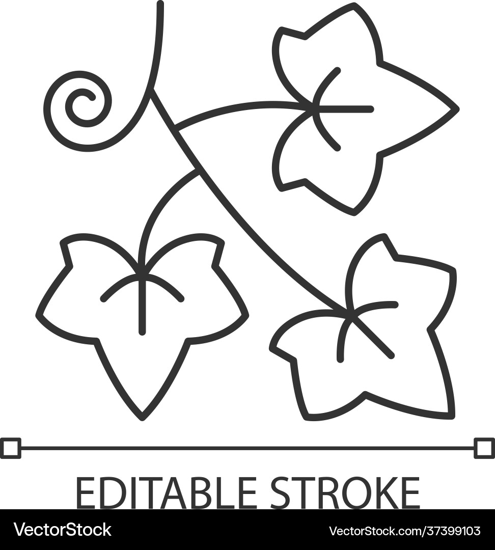 English ivy linear icon Royalty Free Vector Image