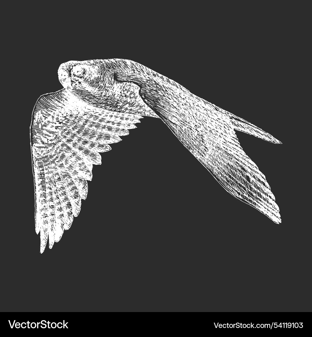 Falcon in flight hand drawn sketch Royalty Free Vector Image
