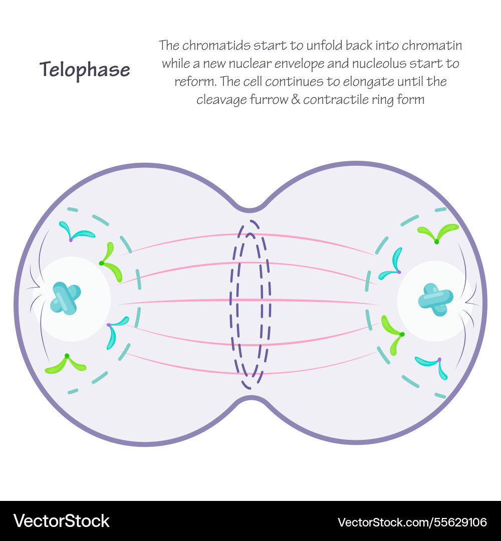 Telophase stage mitosis Royalty Free Vector Image