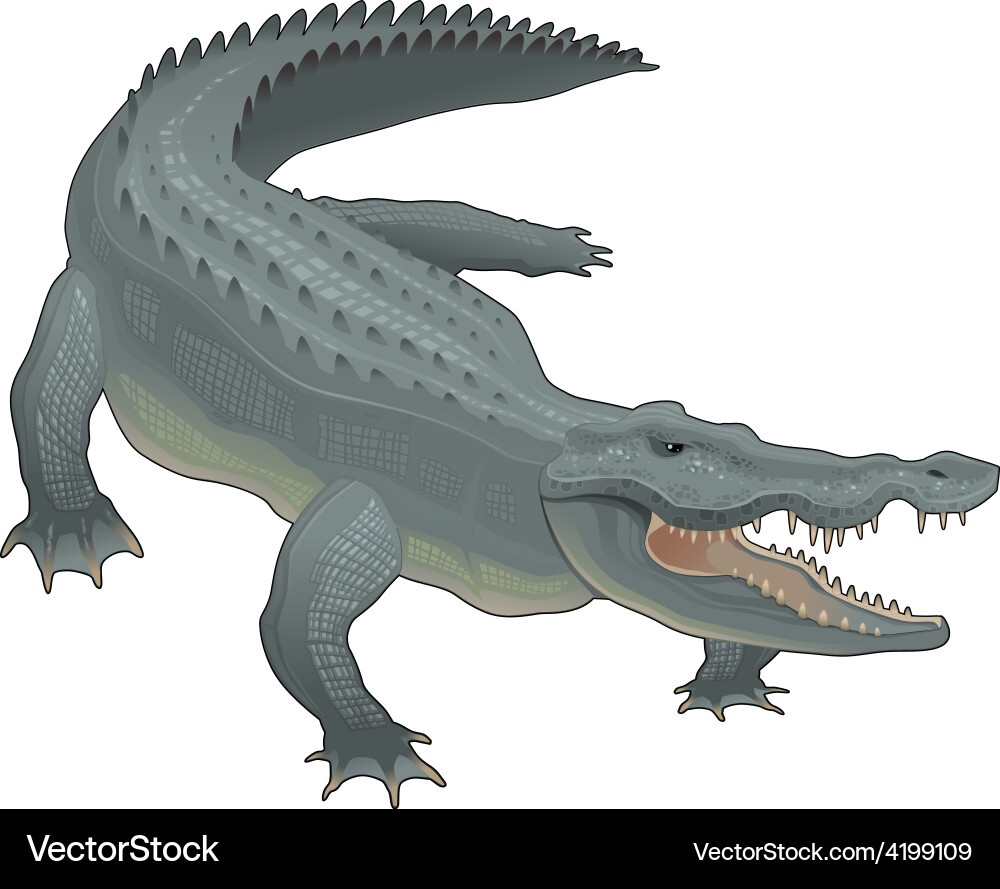 Crocodile Royalty Free Vector Image - VectorStock