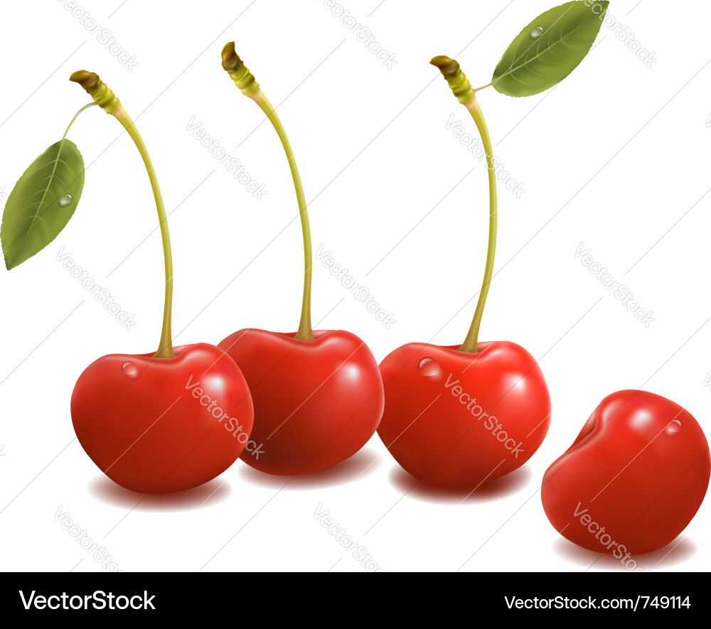 Sweet cherries with leaves Royalty Free Vector Image