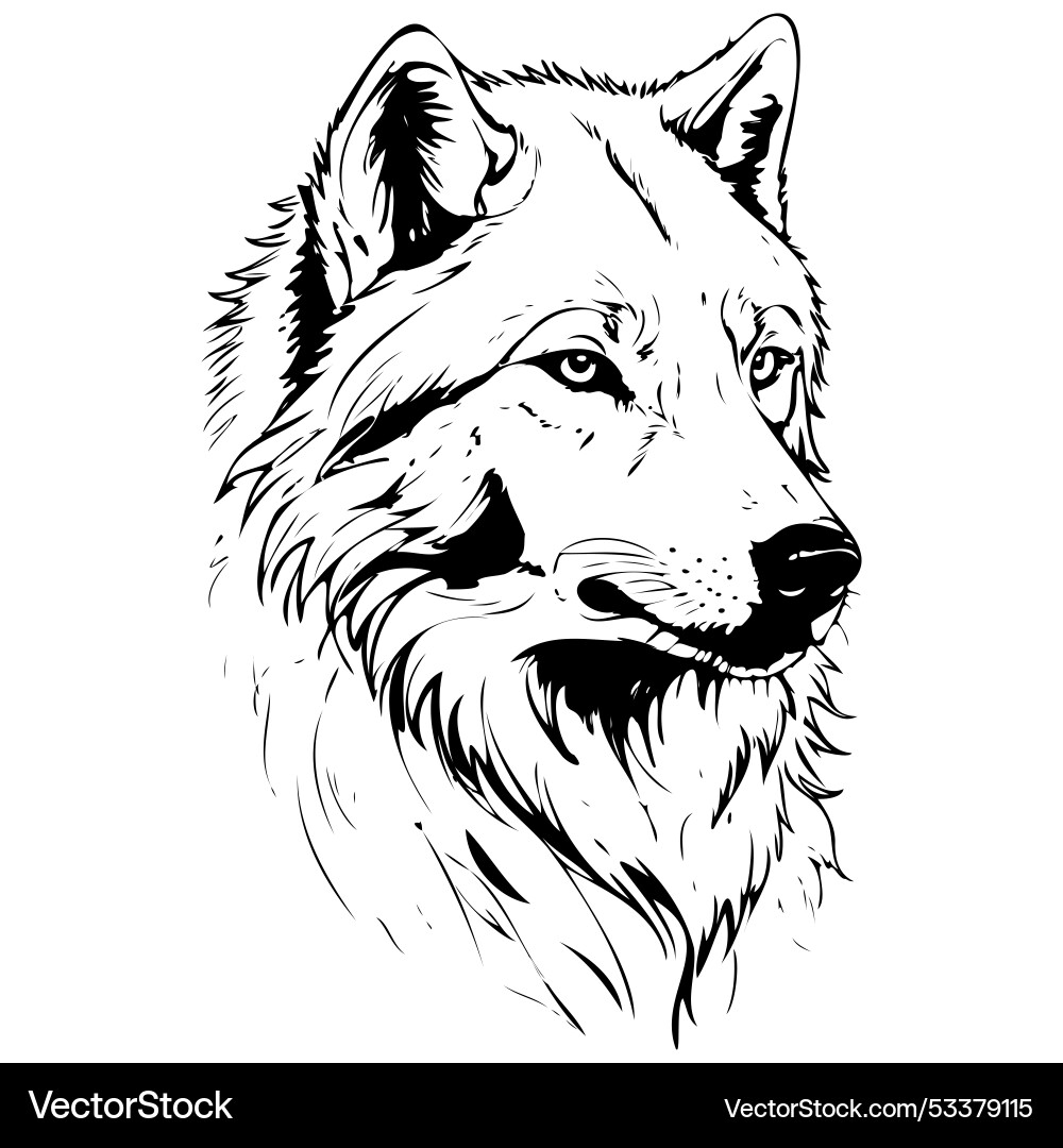 Arctic wolf portrait monochrome outline drawing Vector Image