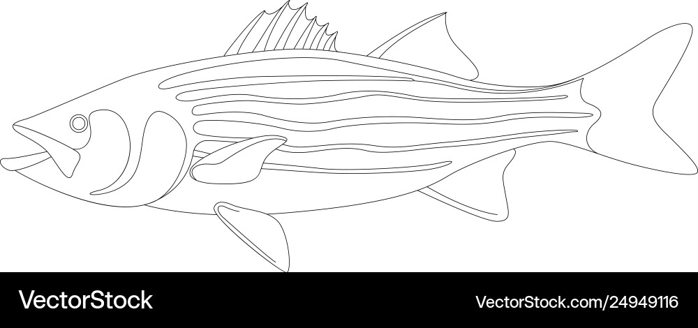 Striped Bass Line Drawing Royalty Free Vector Image