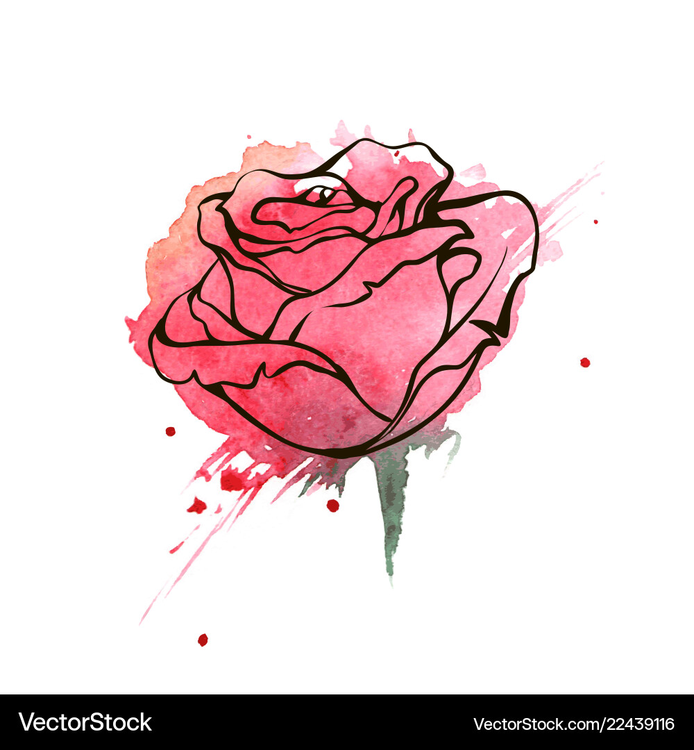 Watercolor Rose Drawing Royalty Free Vector Image