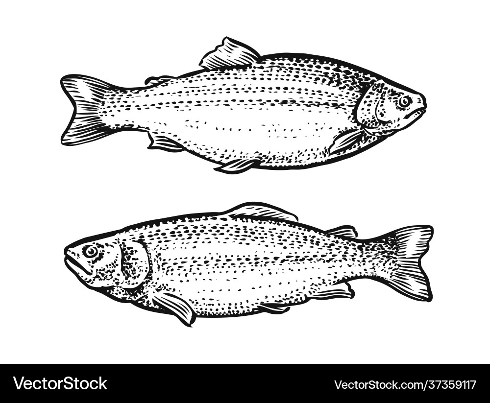 Sketch fish hand drawn Royalty Free Vector Image