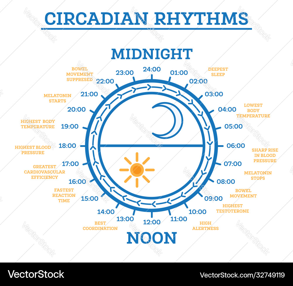 Circadian rhythm scheme sleep wake cycle Vector Image
