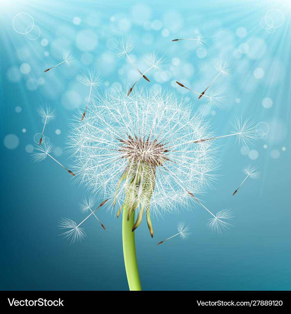 Dandelion with flying seeds Royalty Free Vector Image