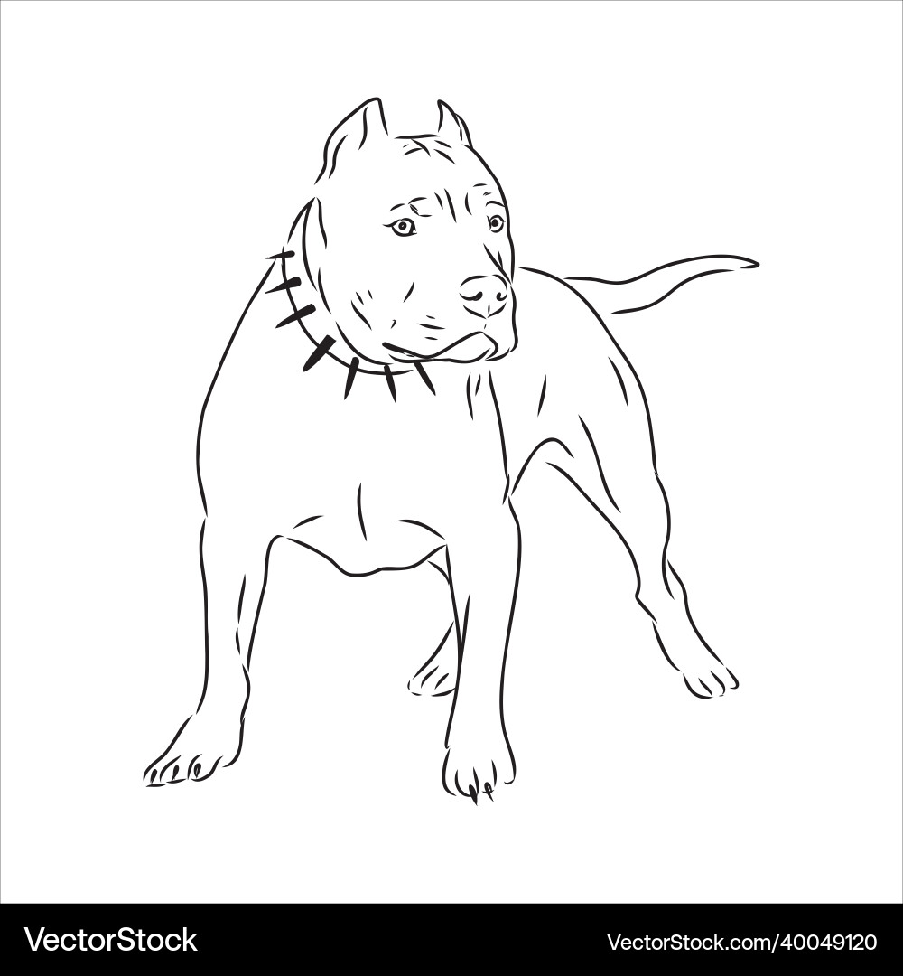 Pitbull Drawing