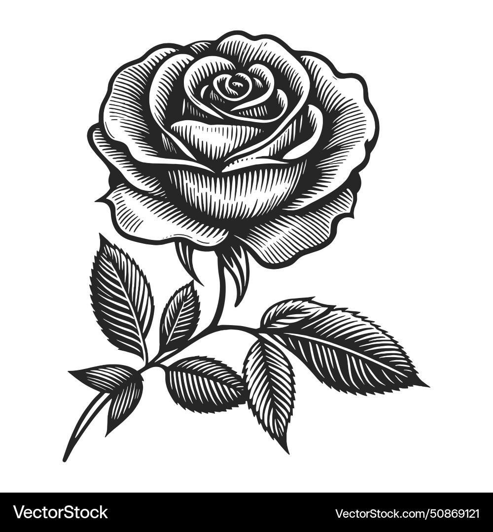 Engraved rose with buds Royalty Free Vector Image