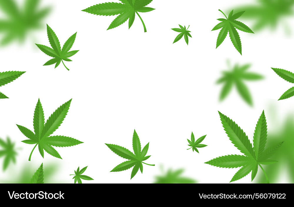Cbd marijuana leaves background Royalty Free Vector Image