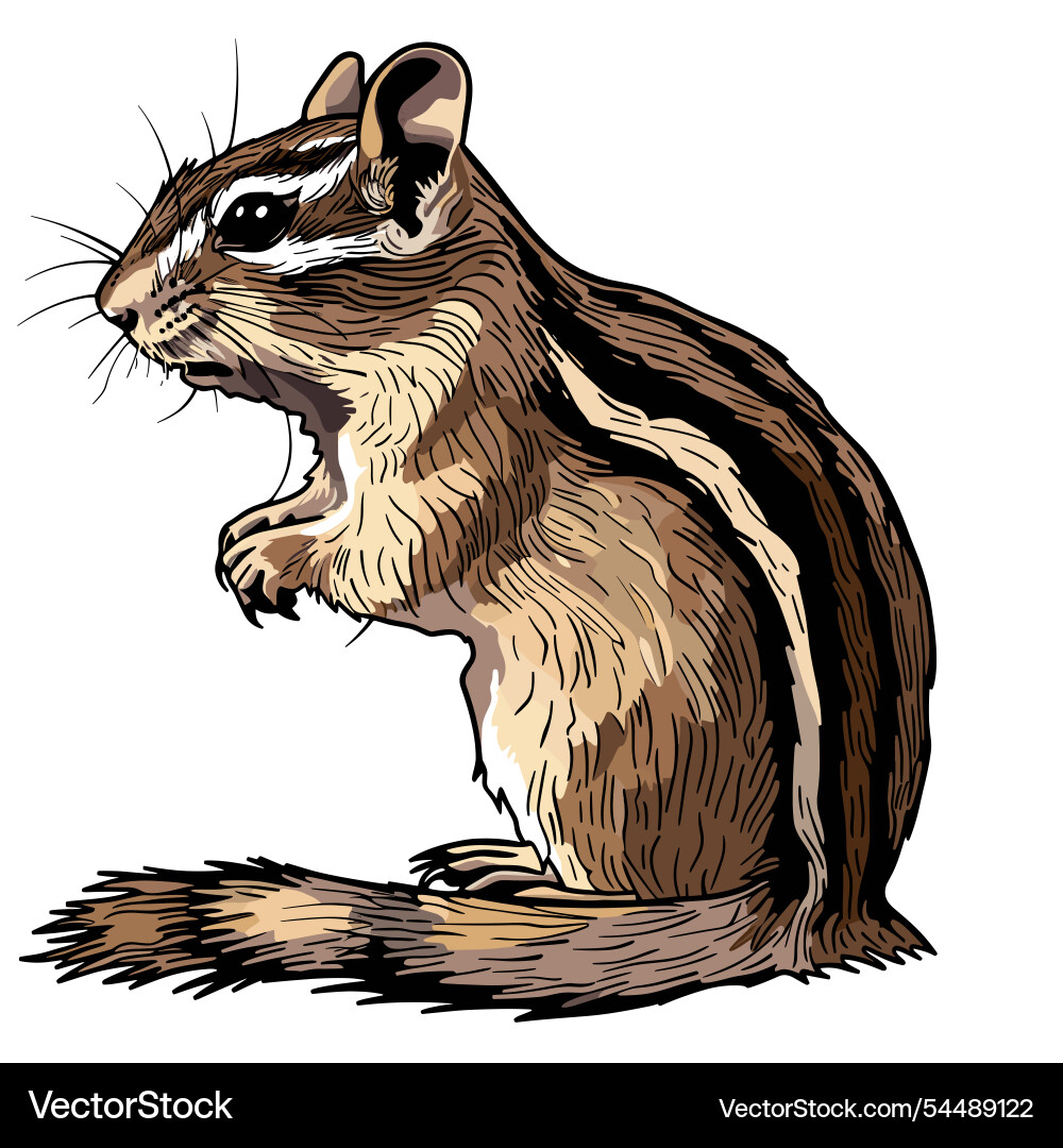Chipmunk in a playful pose showcasing its unique Vector Image