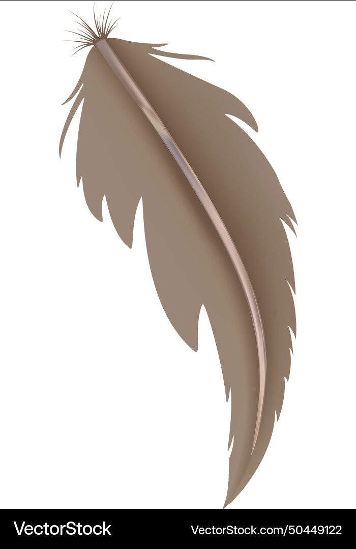 Colored detailed feather Royalty Free Vector Image